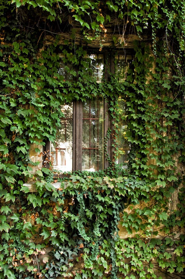 Ivy covered window stock photo. Image of retro, curtain - 51555072