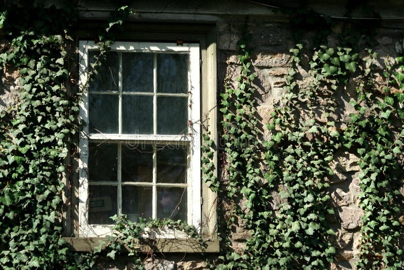 Ivy covered window stock photo. Image of glass, green - 31271380