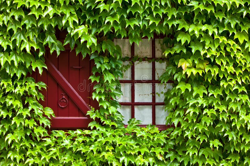 Ivy Covered Window and Shutter Stock Photo - Image of smothered ...
