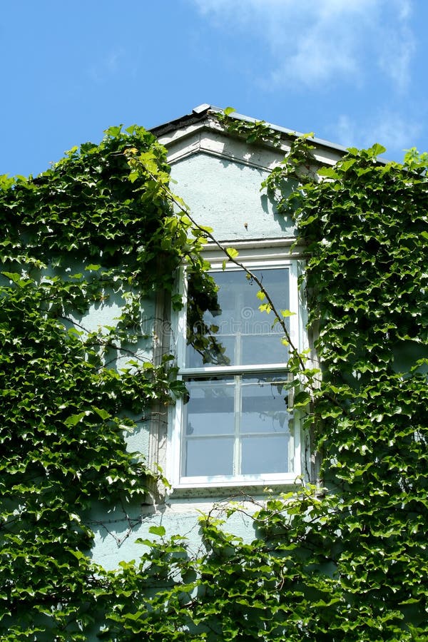 Ivy Covered Window with Sky Stock Photo - Image of outdoor, plant: 31271402