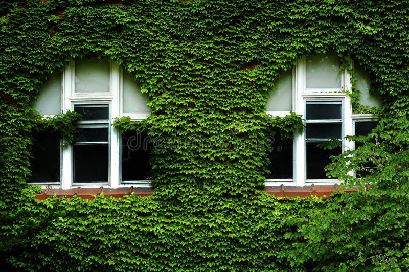 Ivy Covered Windows Lush Green Stock Image - Image of dwelling ...