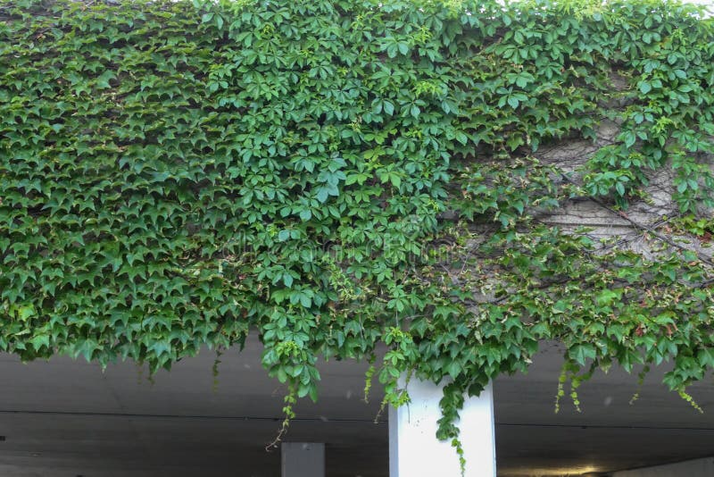 Ivy Covered Wall on Columns Stock Image - Image of wall, covered: 184740513
