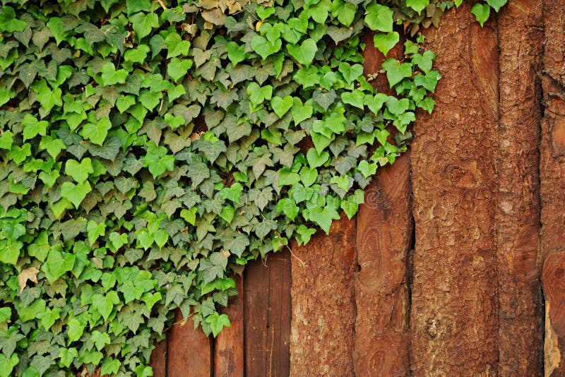 Ivy Creeper on Rustic Wooden Fence Stock Image - Image of background ...