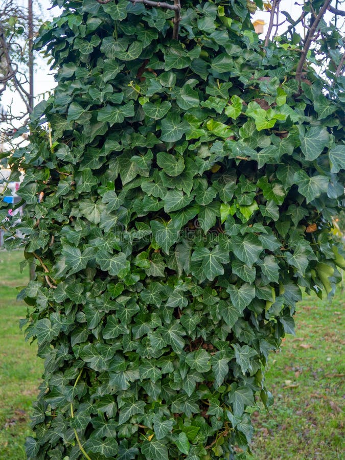 Ivy Curls Around a Tree Trunk. Bright Green Ivy Leaves. Background from ...