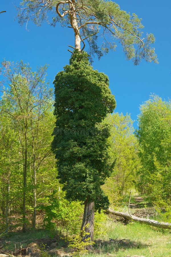 Ivy entwining a pine tree stock image. Image of grove - 381750867