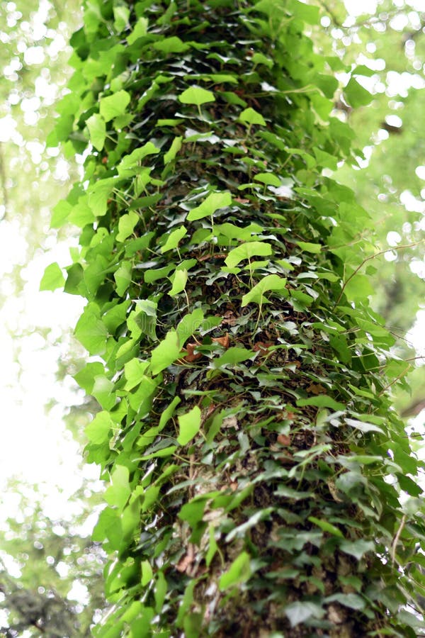 Ivy Entwining the Tree Trunk in the Garden, Ferns Stock Photo - Image ...
