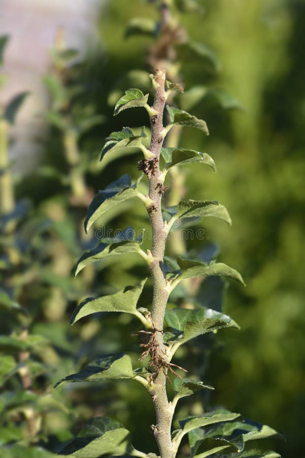 Ivy Erecta stock image. Image of european, english, garden - 203701519