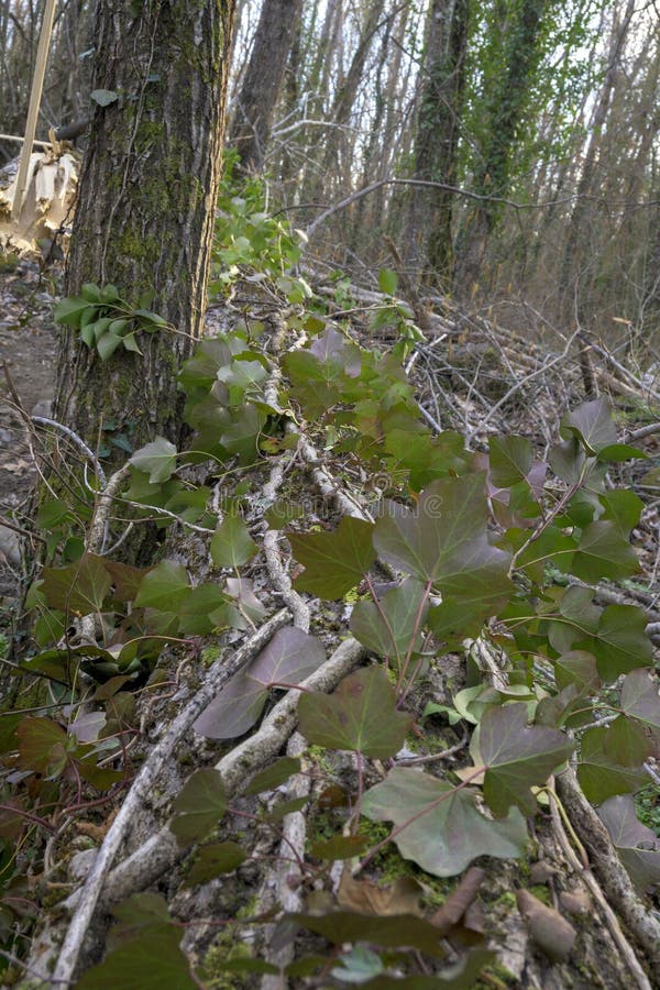Ivy on Fallen Tree in the Forest Atlantic Mediterranean Forest ...