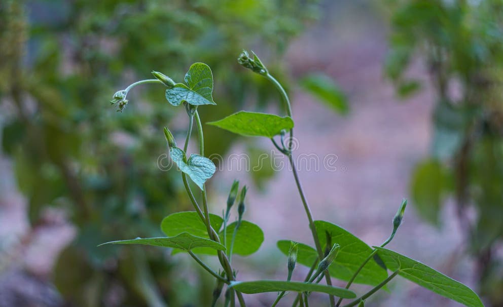 Ivy flower grows upwards stock photo. Image of vertical - 363652962