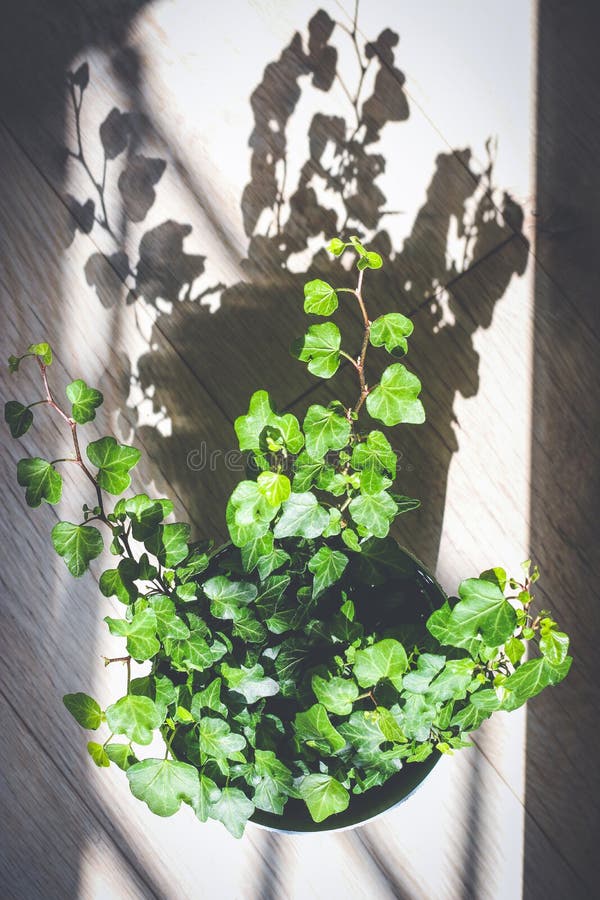 Ivy in flower pot stock photo. Image of parquet, luminous - 216357128