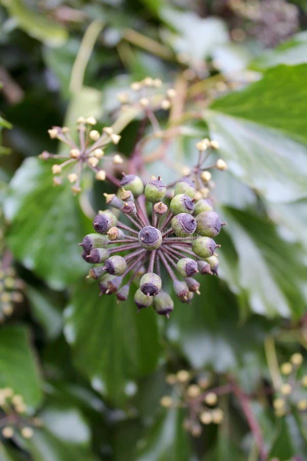 Ivy flowers stock image. Image of plant, green, purple - 29675847