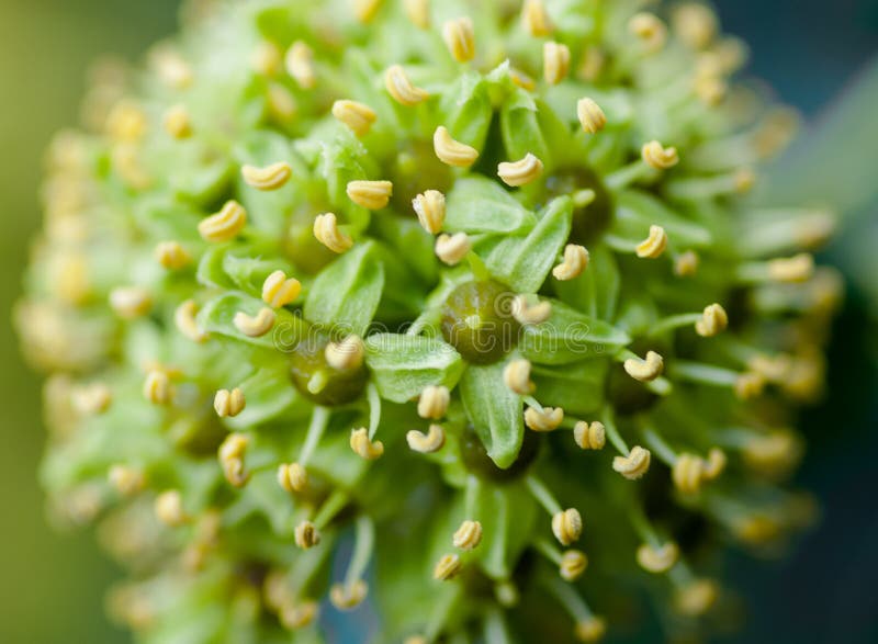 Ivy flowers stock photo. Image of native, helix, species - 45803256