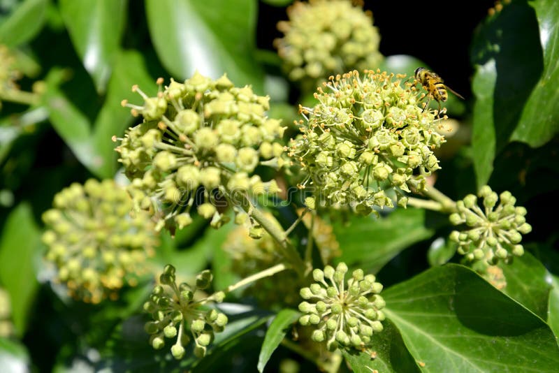 Ivy Flowers Plain Hedera Helix L., Large Plan Stock Image - Image of ...