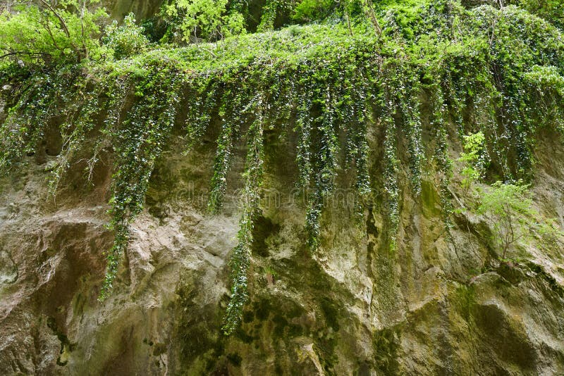 Ivy in the forest stock photo. Image of grow, tree, background - 184518726