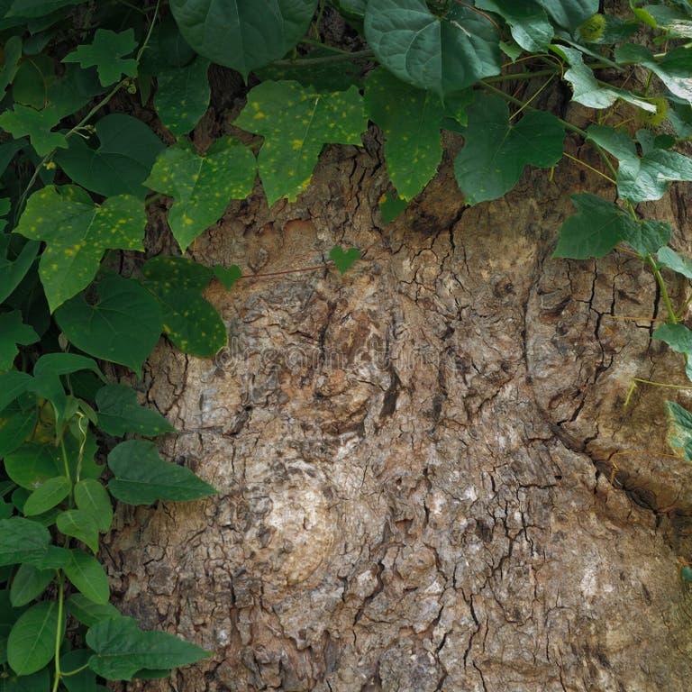 3,600 Tree Bark Border Stock Photos - Free & Royalty-Free Stock Photos ...