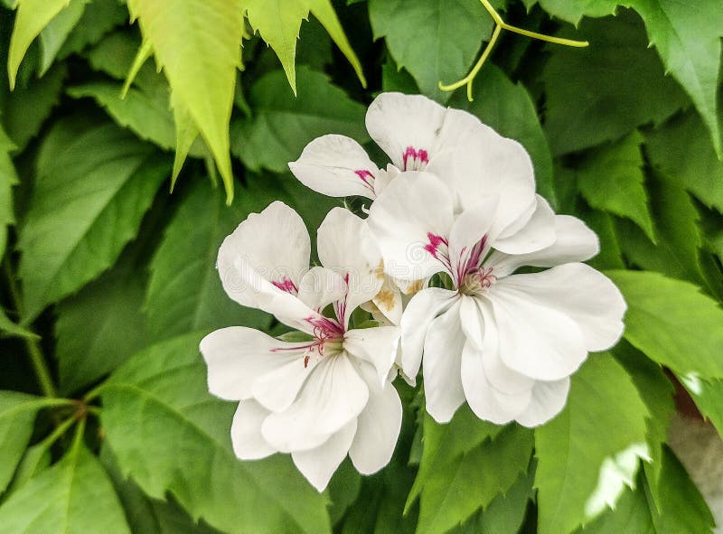 Ivy Geranium Flower. Macro View Stock Image - Image of view, geranium ...