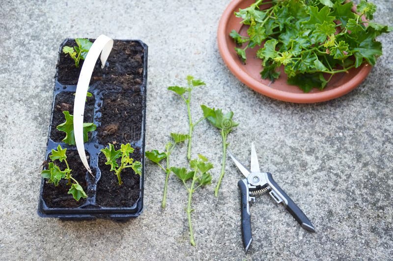 Ivy Geraniums Propagation from Cuttings Stock Photo - Image of plant ...
