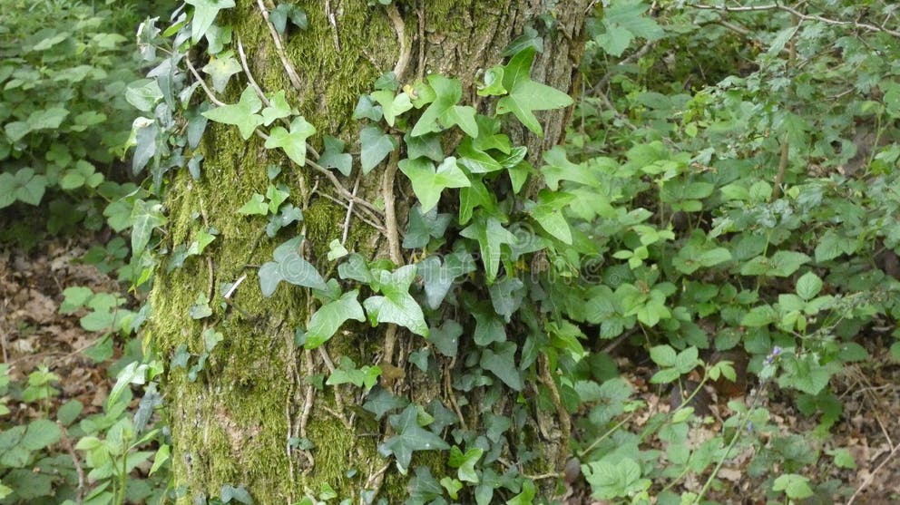 Ivy Gort the Olympian of Shrubs 2 Stock Photo - Image of forest, holm ...