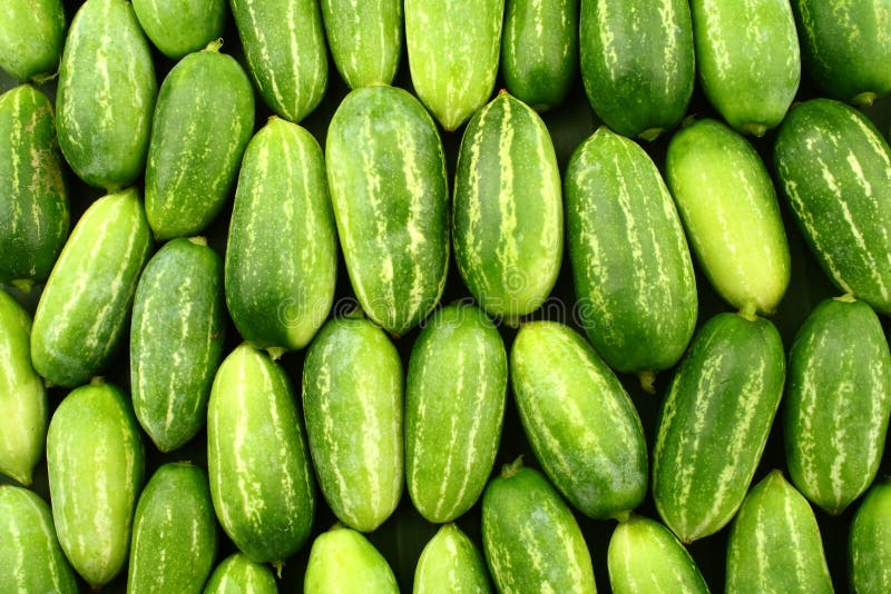 Ivy gourd stock photo. Image of farm, coccina, fruit - 15224072