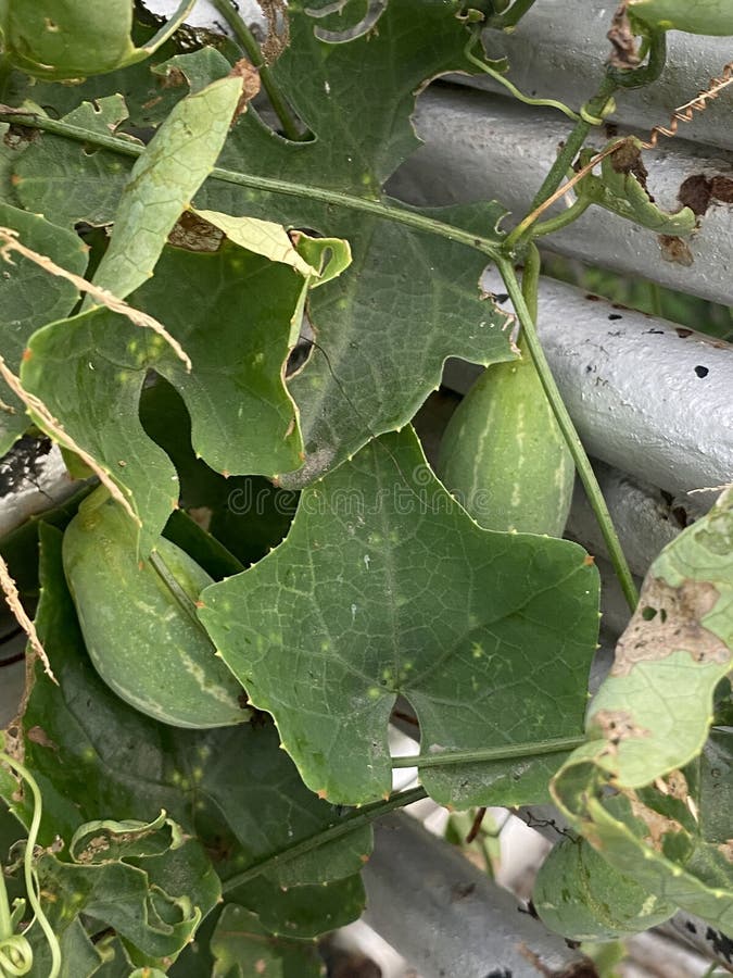 Ivy Gourd Fruit in Nature Garden Stock Photo - Image of gourd, foliage ...
