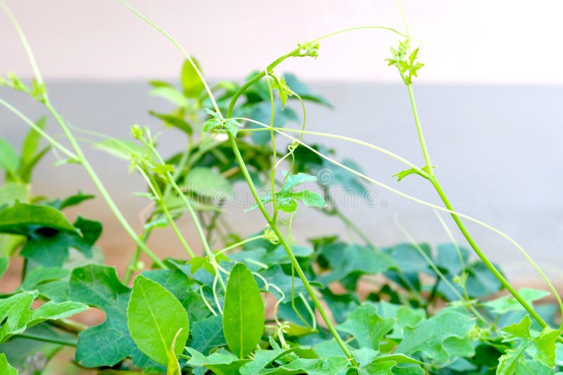 Ivy Gourd in Garden beside House Stock Photo - Image of agriculture ...