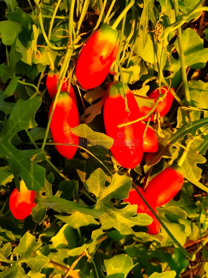 Ivy Gourd Red Ripe Fruit on the Tree Leaves Backdrop Stock Photo ...