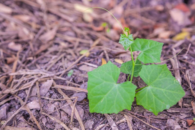 Ivy Gourd Seedlings Vegetable Stock Photo - Image of fresh, healthy ...