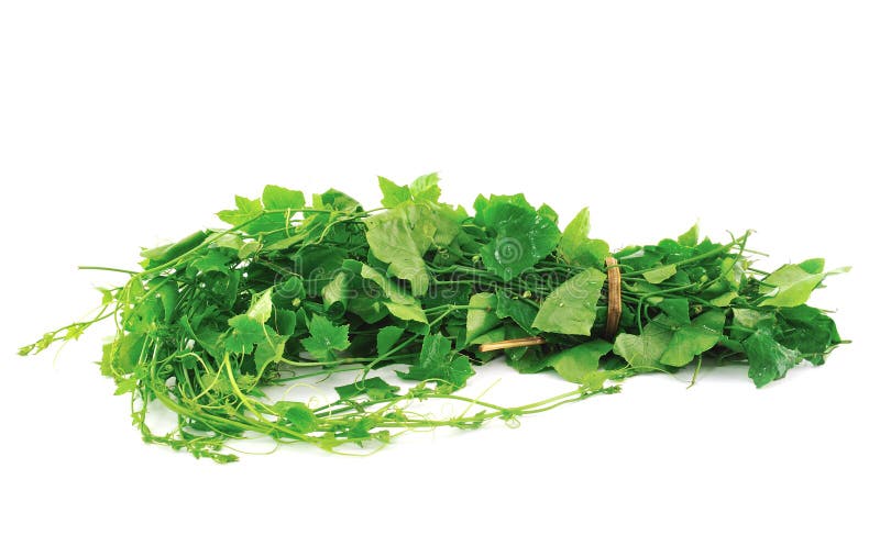 Ivy gourd Thai vegetable stock photo. Image of food, produce - 25193382