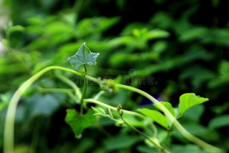 Ivy Gourd stock image. Image of leaf, nature, bright - 84346551