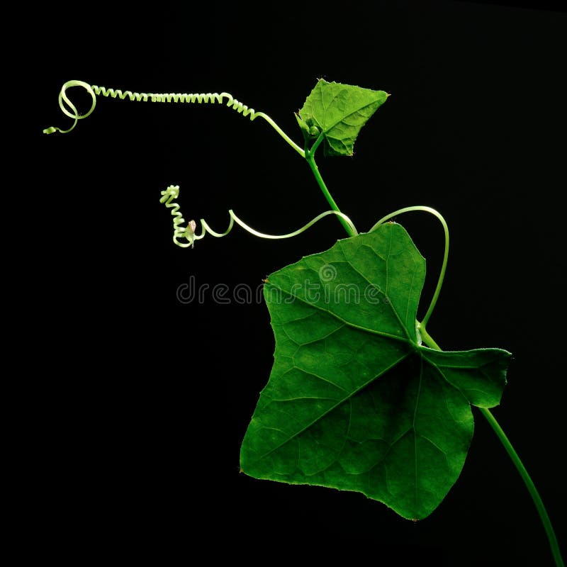 Ivy Gourd Vegetable Isolate Black Background Stock Photos - Free ...