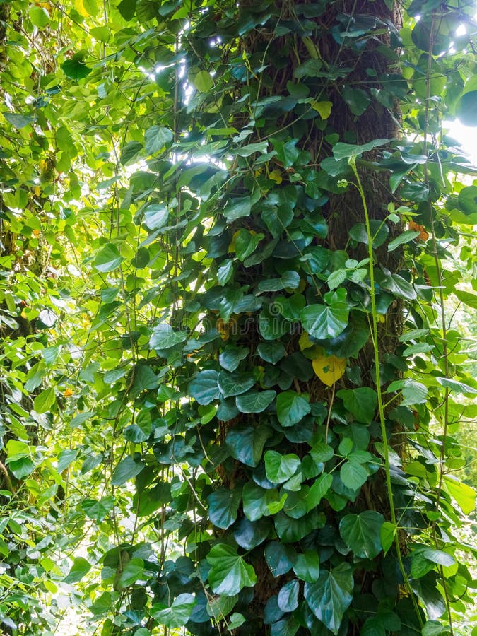 Ivy Gracefully Wraps Around the Trunk of a Mighty Tree, Creating a ...