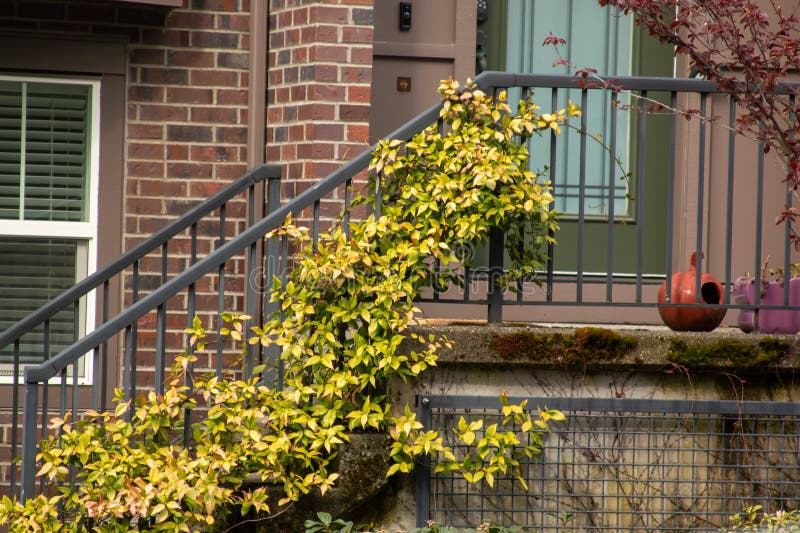 Ivy Growing Along the Railing Stock Photo - Image of tree, house: 320739922