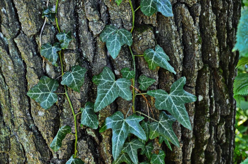 Ivy Growing Around Tree Trunk Stock Photo - Image of beautiful, growing ...