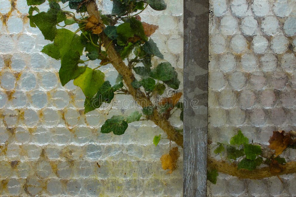 Ivy Growing Behind a Plastic Bubble Wrap Stock Photo - Image of ...
