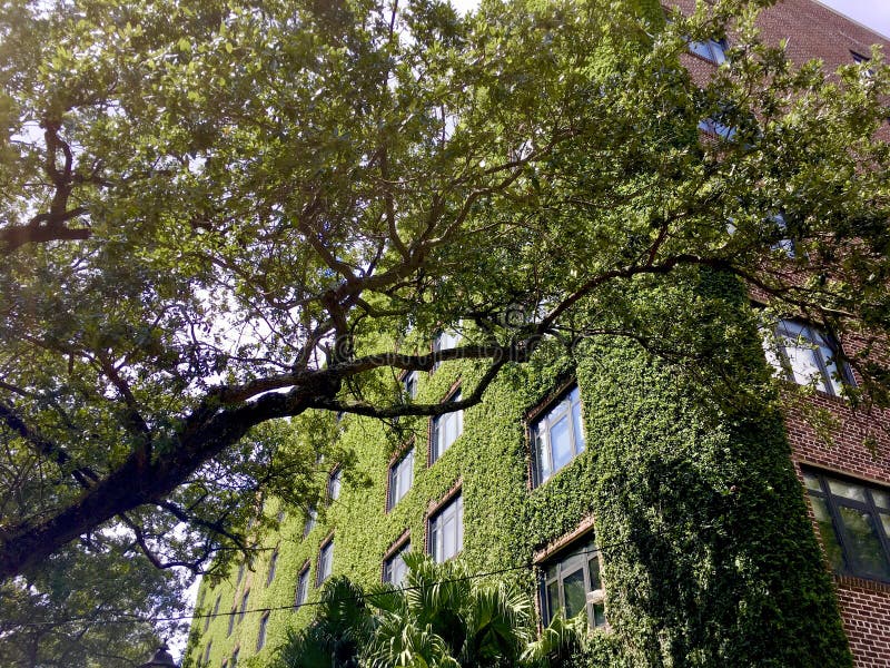Ivy Growing on a Brick Building Stock Photo - Image of apartment, glass ...