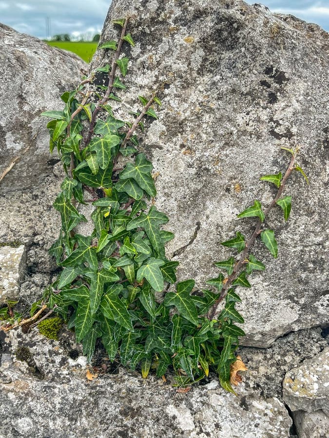 Ivy Growing on a Dry Stone Wall of Galway Stock Image - Image of field ...