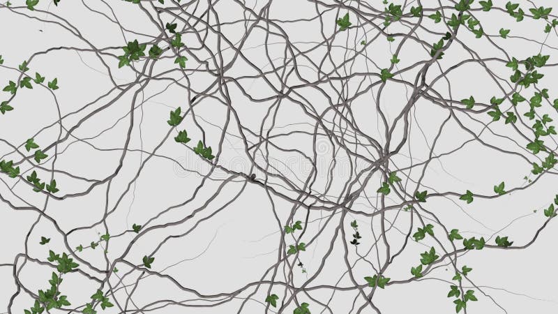Ivy Growing Over a White Background Stock Video - Video of agriculture ...