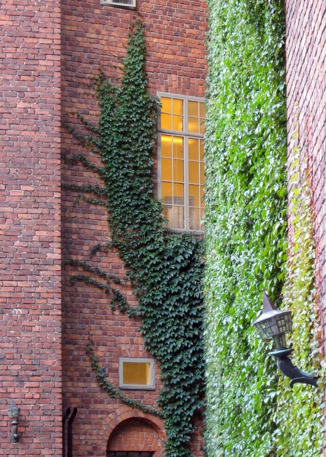 How To Grow Ivy On Brick House at Heather Carlson blog