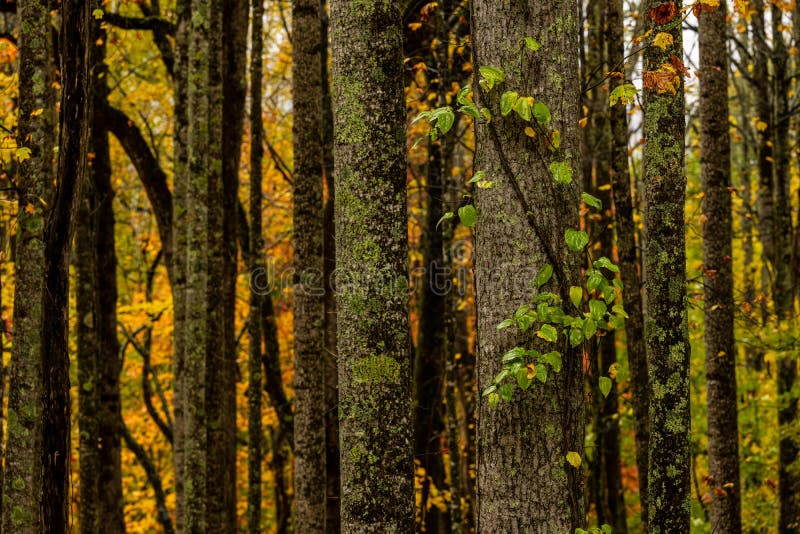 Ivy Growing Up Trunk of Tree with Forest in the Background Stock Photo ...