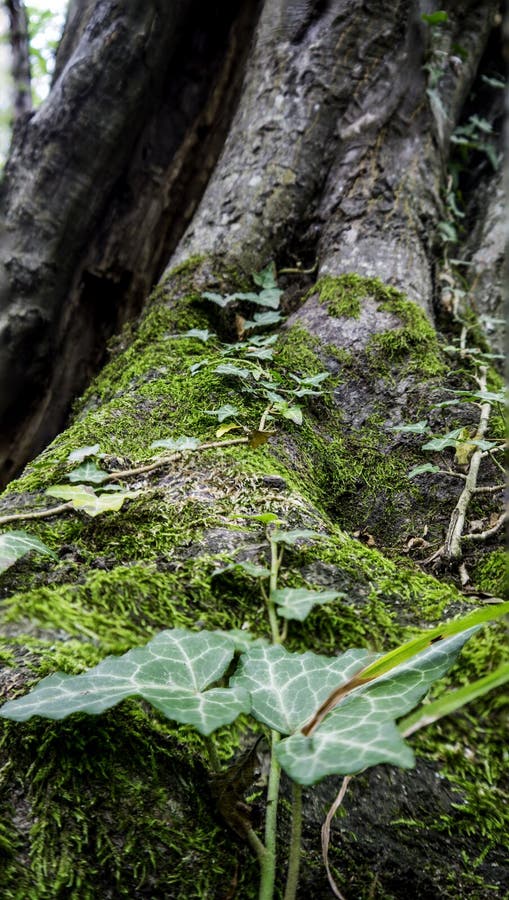 Ivy Grown Tree in forest stock photo. Image of dead, fall - 97117890