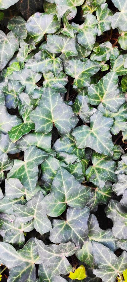 Ivy Grows and Twists Turns Green Stock Photo - Image of wildflower ...