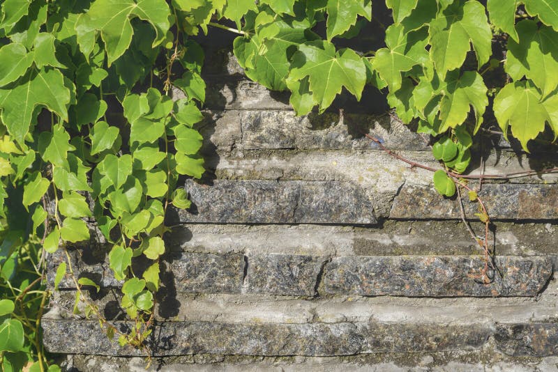 Ivy over stone wall stock image. Image of layer, stone - 120811161