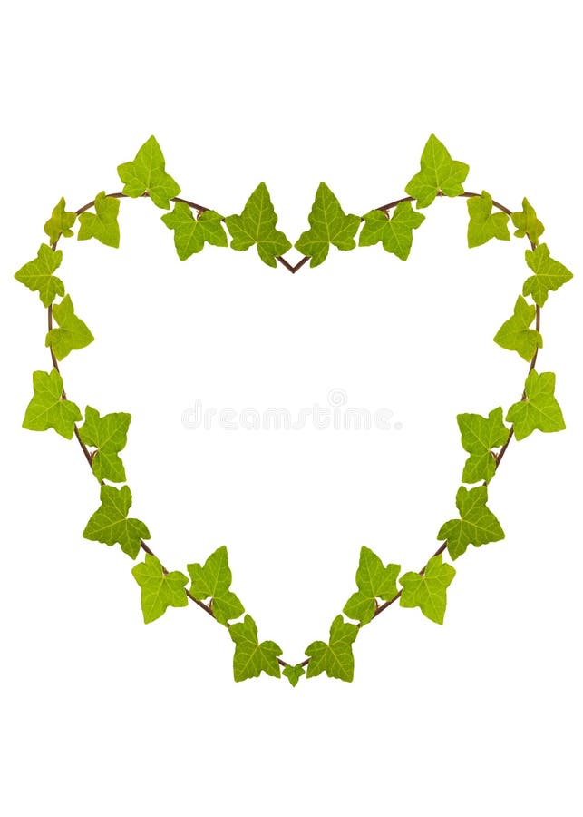Ivy Heart stock photo. Image of branch, perennial, background - 21900618