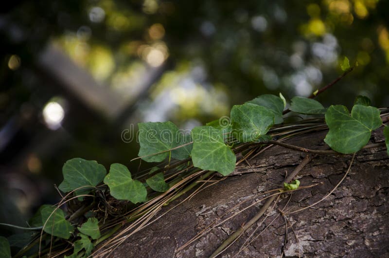Ivy Hedera Helix stock photo. Image of agriculture, evergreen - 185416792