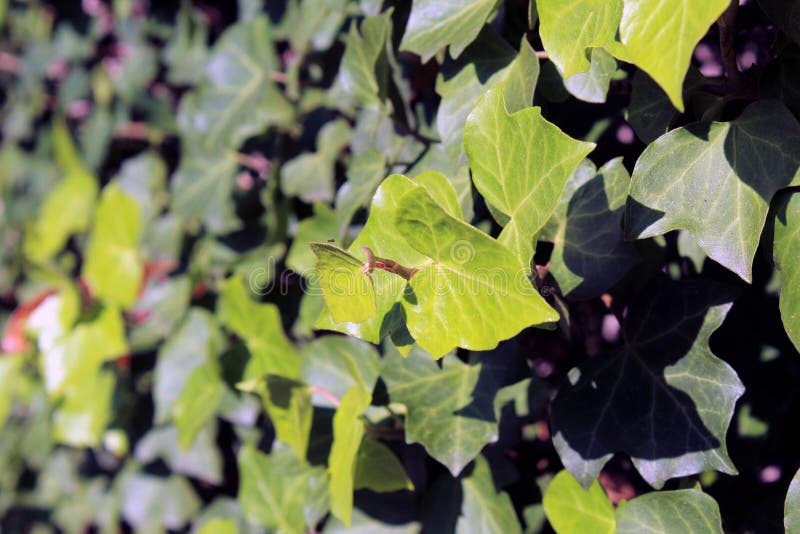 Ivy Hedera Helix Plant Covering a Wall Close Up Stock Image - Image of ... Ivy Hedera Helix Plant Covering a Wall Close Up Stock Image - Image of ...