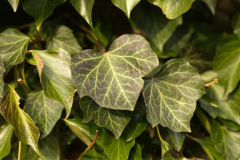 Ivy Hedera Helix `WOERNER` on Tree, Stock Photo - Image of botanical ...