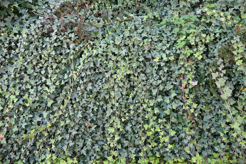 Green Ivy Hedge Floral Background Stock Photo - Image of greenery ...