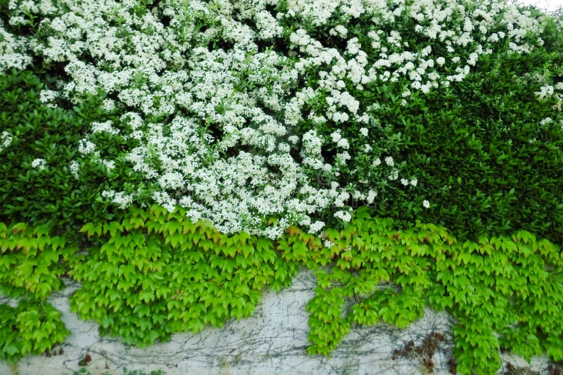 Ivy Hedges in Italian Parks and Gardens Stock Photo - Image of abstract ...