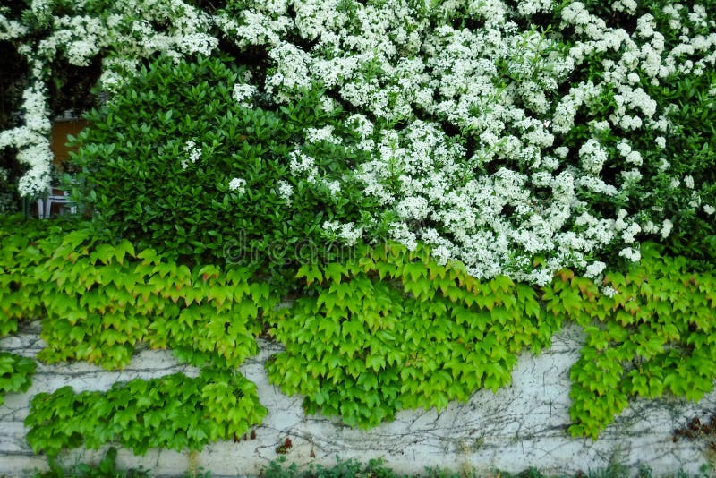 Ivy Hedges in Italian Parks and Gardens Stock Photo - Image of foliage ...