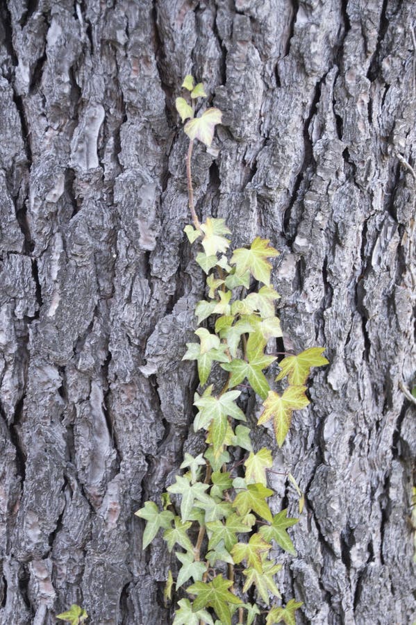 921 Ivy Bark Trees Stock Photos - Free & Royalty-Free Stock Photos from ...